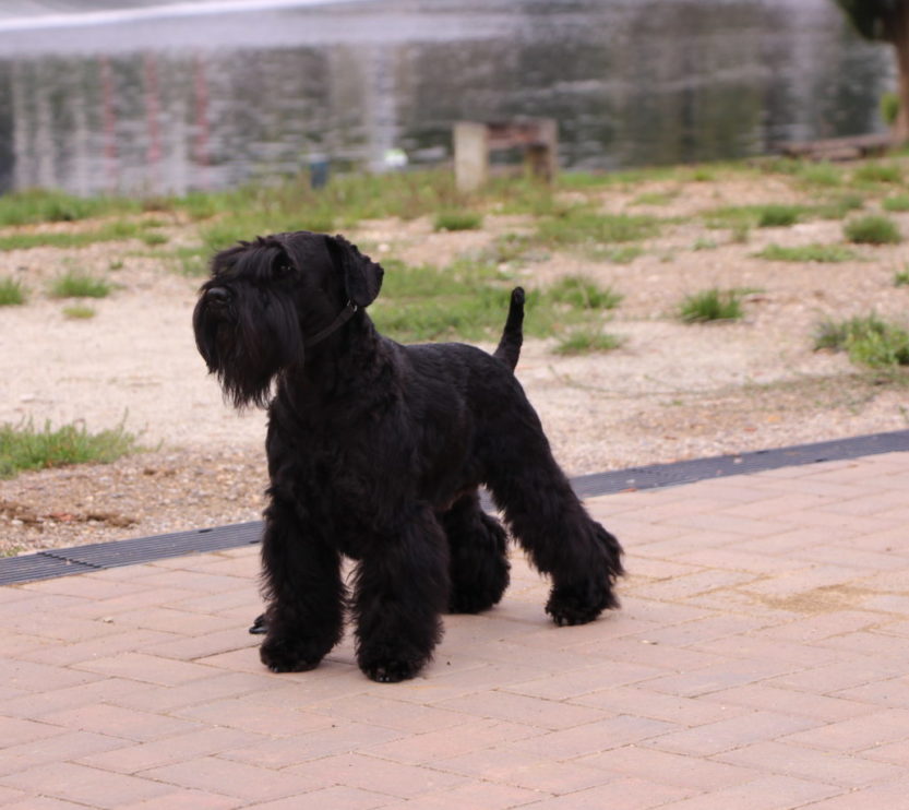 4. Litter miniature black schnauzer · LITTLE MAX kennel